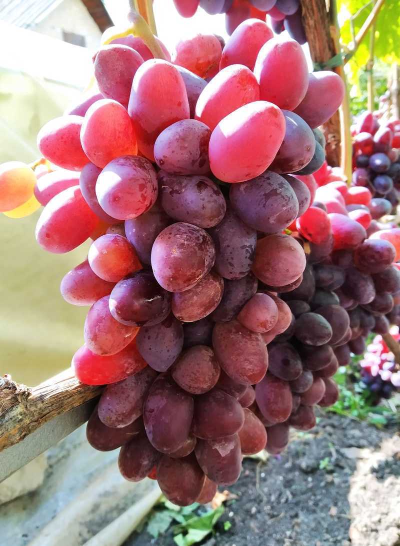 Promo Bibit tanaman buah anggur import ninel hasil grafting murah harga ...