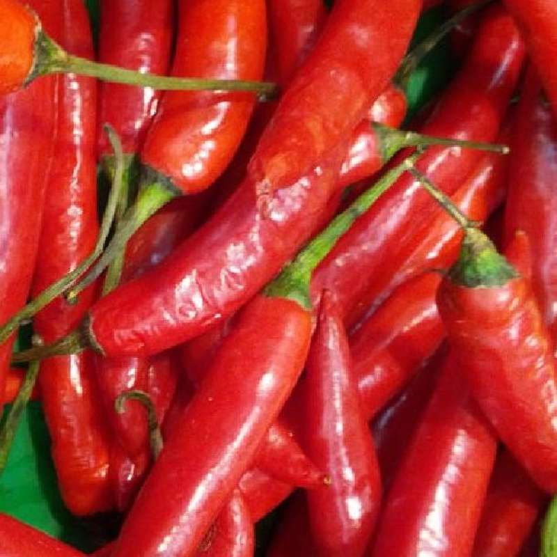 Cabe Merah Gede