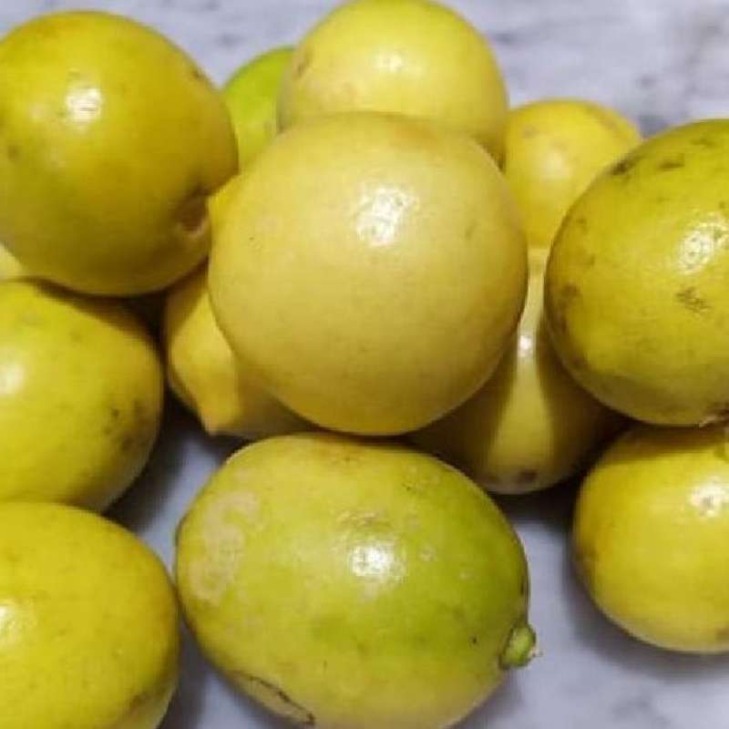 Lemon Segar 1 Kg Gratis Ongkir 🔥 Harga Murah April 2026