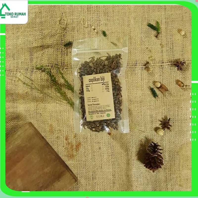Jual BUAH CEPLIKAN KERING 250 GRAM - Ruellia Tuberosa - MURNI - JSR ...
