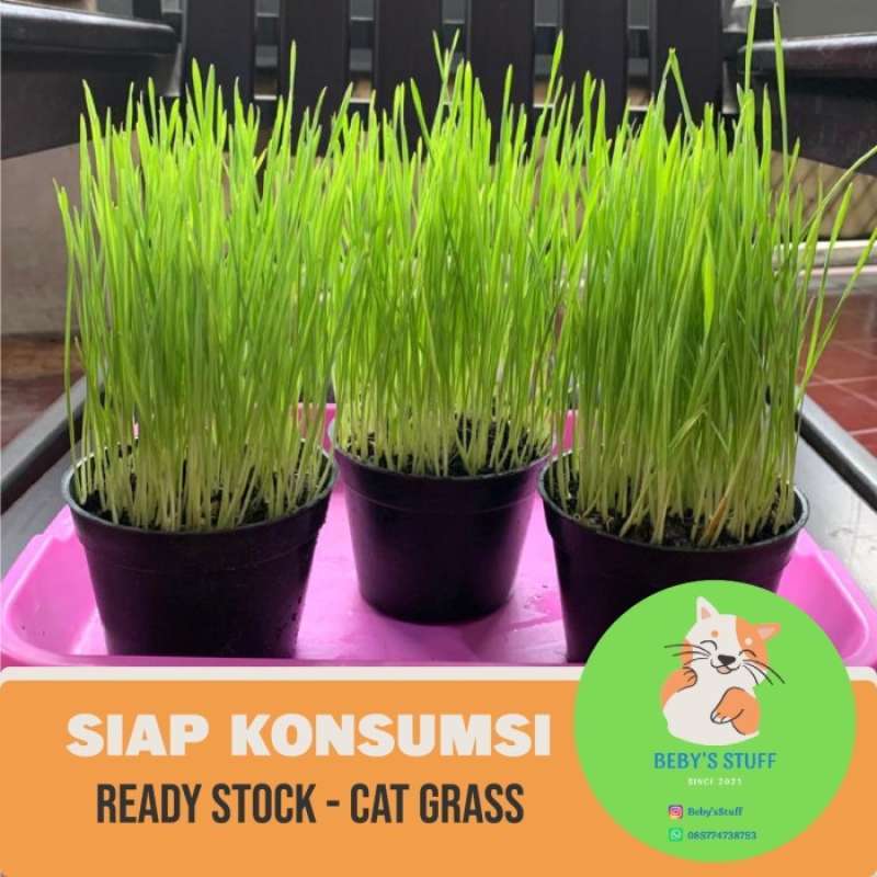 Jual Paket 3 Pot Rumput Kucing Siap Panen Wheatgrass Gandum di Seller ...