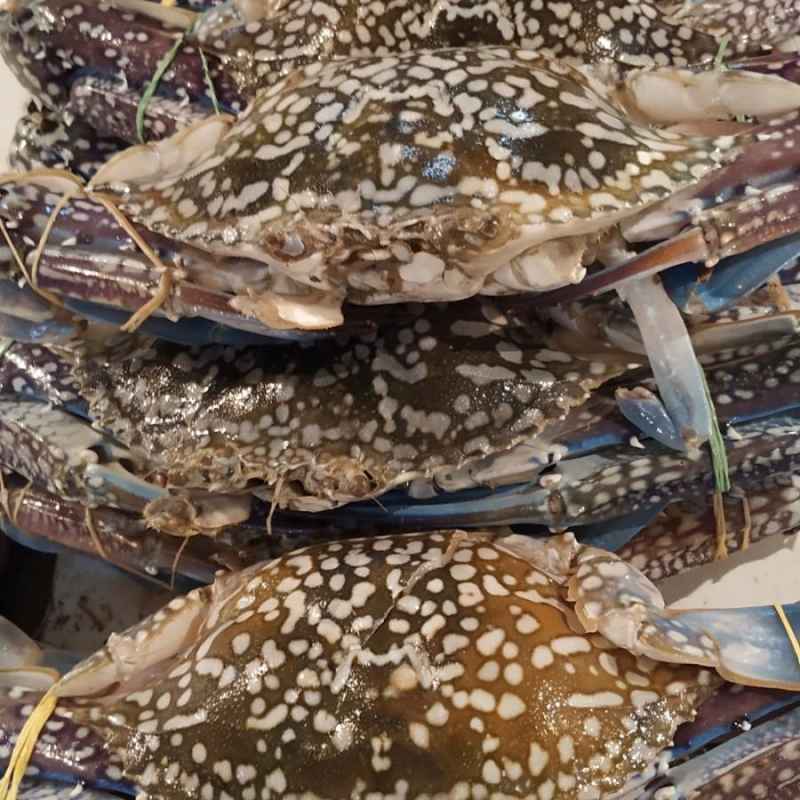 Jual KEPITING RAJUNGAN SEGAR 1.0KG - Isi 4 Isi 4 - 6 ekor di Seller ...