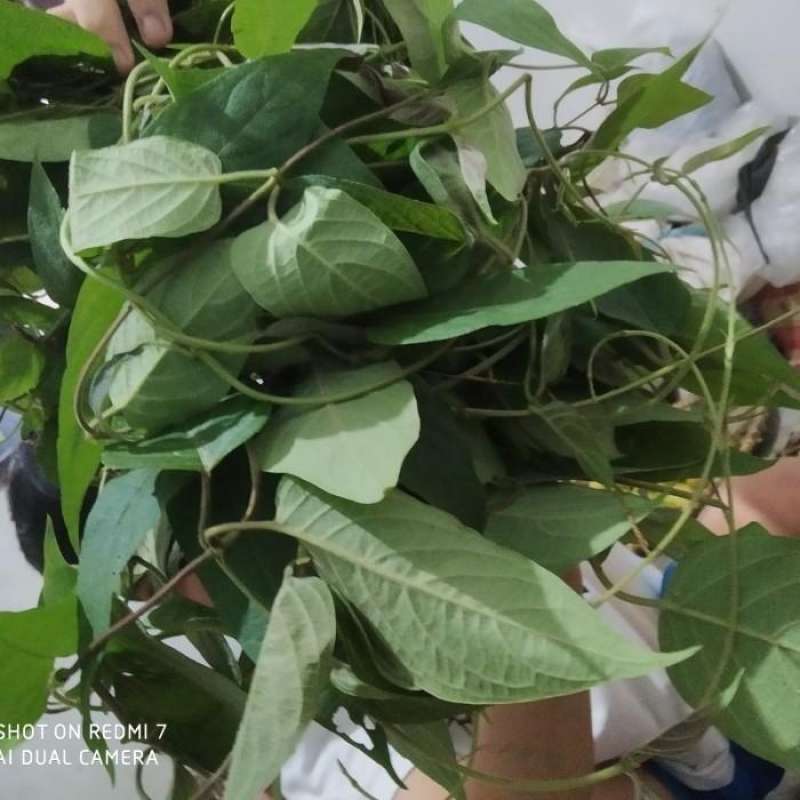 Jual daun simbukan atau kahitutan pres segar termurah - Hijau di Seller ...