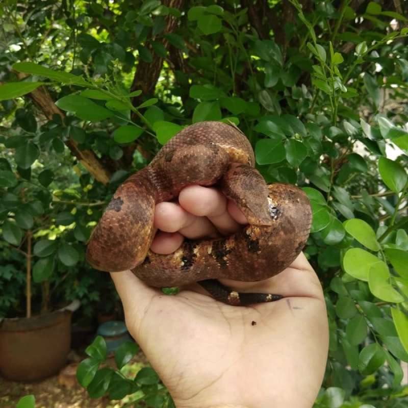 Promo ular monopohon halmahera sub adult Diskon 23% di Seller Kamupet ...