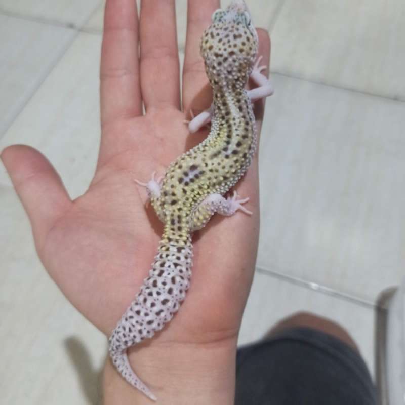 Promo leopard gecko mack snow eclipse mse line tremper Diskon 23% di ...