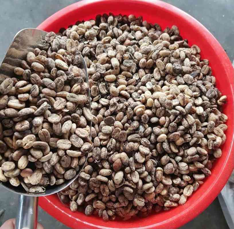Jual Kopi Gayo Green Bean Arabika Luwak 1 Kg - Sprinkles Gayo Coffee Di ...