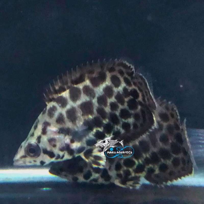 Jual IKAN HIAS IKAN CTENOPOMA ACUTIROSE IKAN DAUN MACAN TUTUL di Seller ...