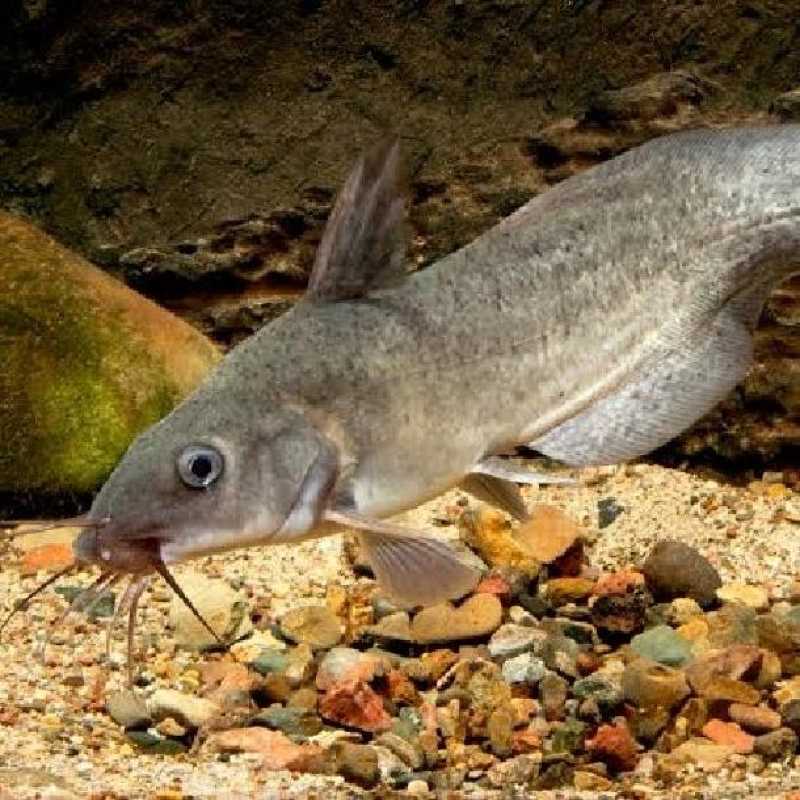 Jual Ikan Hias Ikan Tandanus Catfish BIG SZ Tankmate Ikan Predator ...