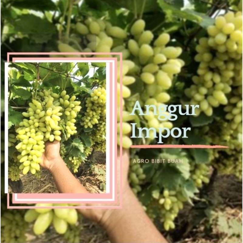 Promo Ready Tanaman Anggur Impor Varietas Harrold Genjah Diskon 48% di ...