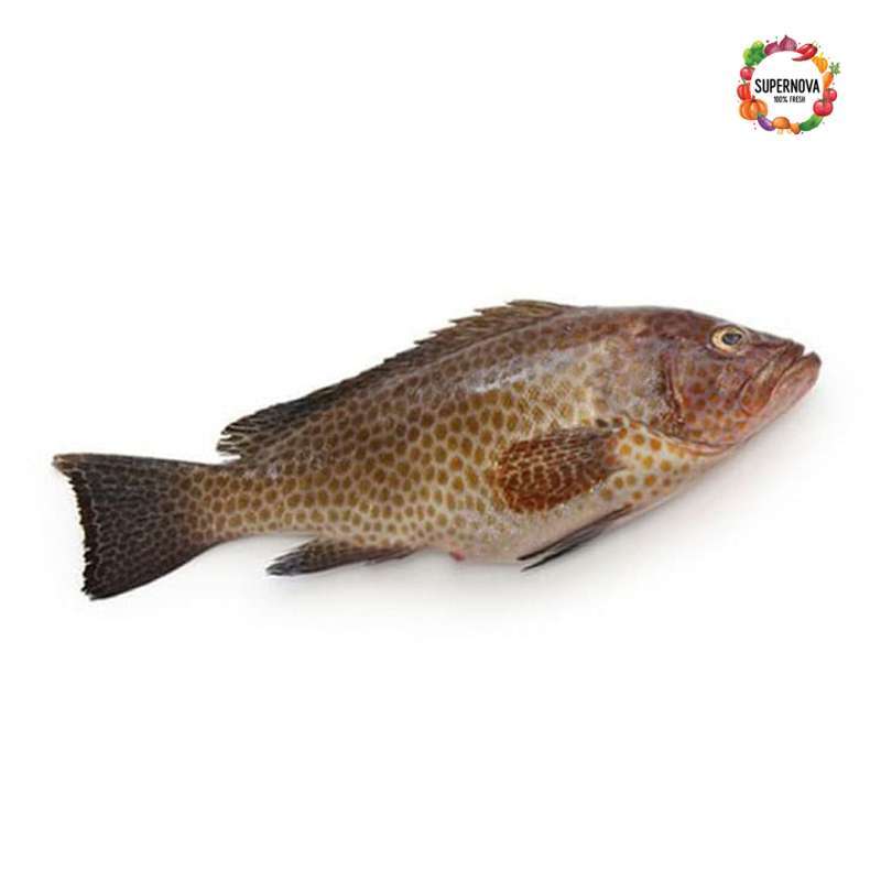Promo Ikan Kerapu Segar [1 kg/ Area Jakarta] Diskon 15% di Seller ...