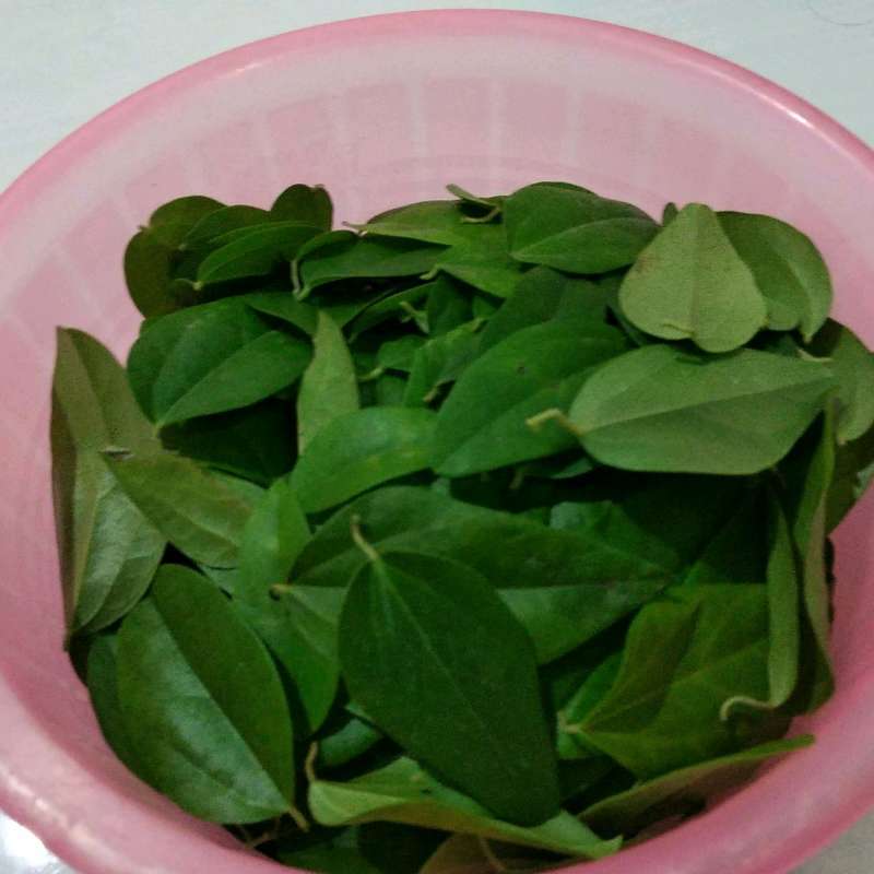 Jual produksi daun cincau hijau rambat segar di Seller Suplier Online ...