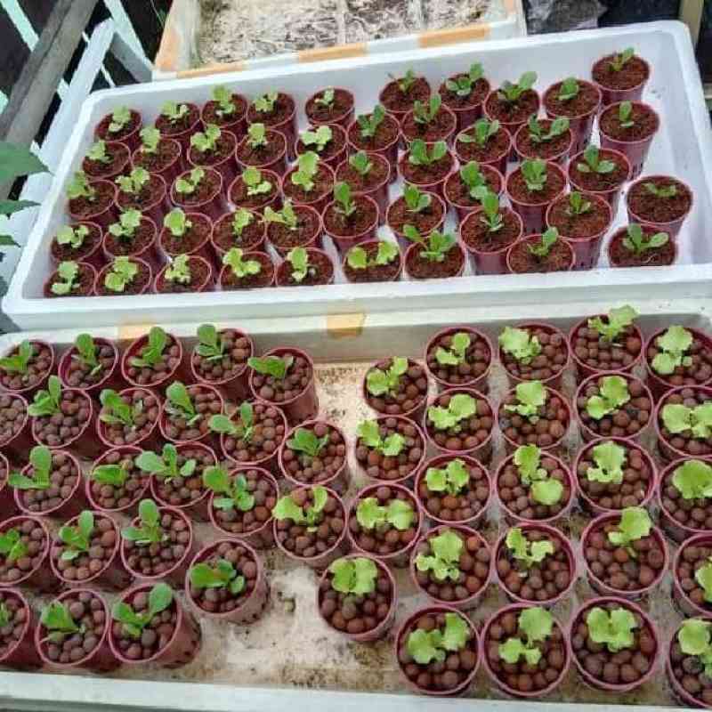Jual Hydroton Hidroton Jerman 1 Karung Isi 50 Liter Di Seller Kebonkita ... Jual Hydroton Hidroton Jerman 1 Karung Isi 50 Liter Di Seller Kebonkita ...