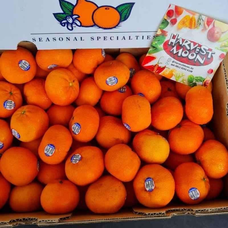 Jual Harvestmoon Jeruk Afourer Aussie Mini Per Kg Halal Di Seller ...