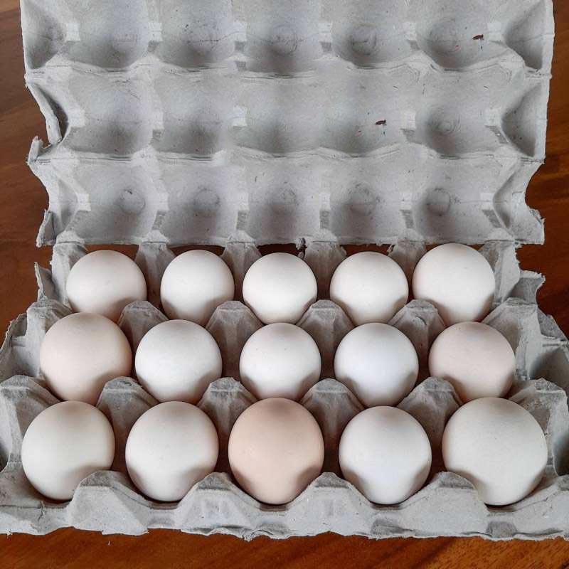 Jual Sajira Farm Telur Ayam Kampung Merah [15 Butir] Halal di Seller ...