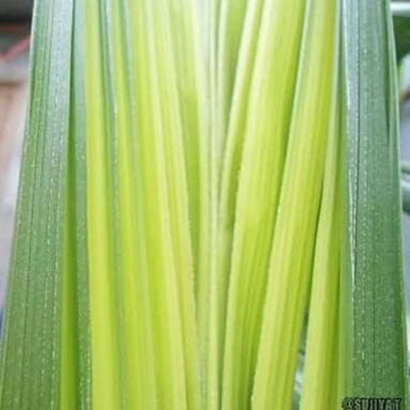 Jual Daun Janur Kelapa - Diambil Bila Ada Pesanan Dijamin Segar di ...