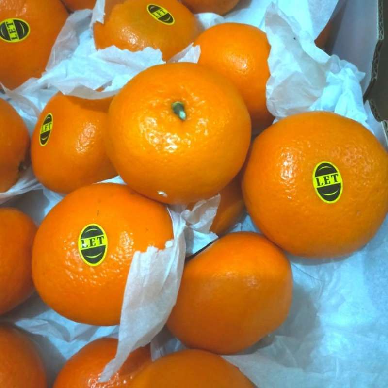 Jual Buah Jeruk Mandarin Wogan Super Fresh Mandarin Wogan Halal di ...