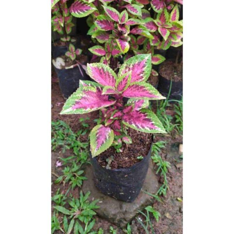 Jual Tanaman Hias Miana Di Seller Tamanbungaserasi - Citayam, Kab ...