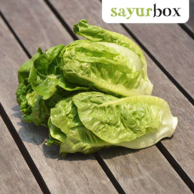 Jual Selada Romaine Kecil Konvensional 1 kg Sayurbox - JKT di Seller ...