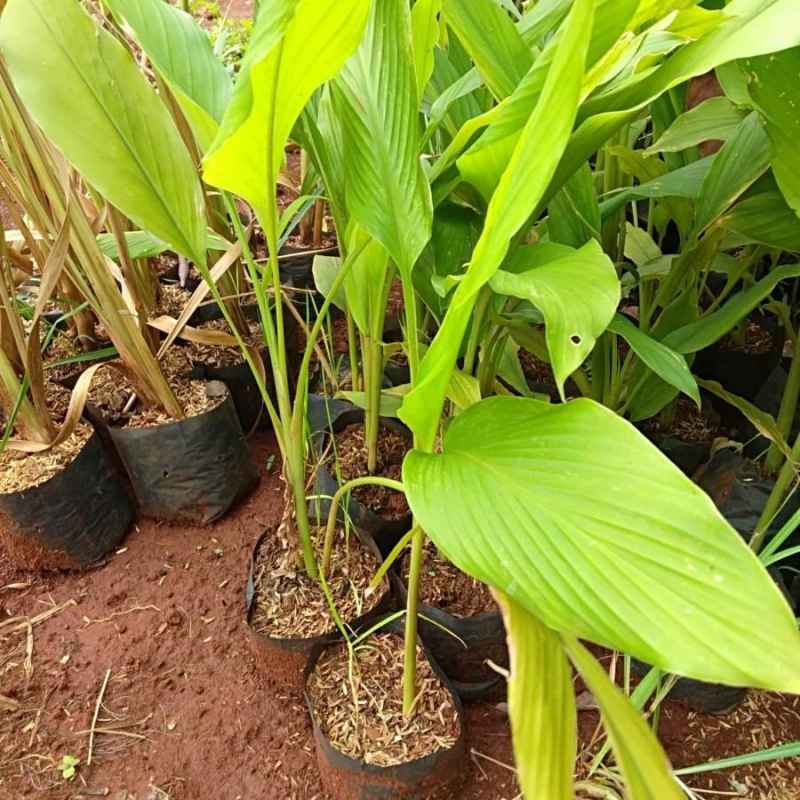 Pohon Temulawak Anakagronomy[dot]com: Budidaya Temulawak (Curcuma