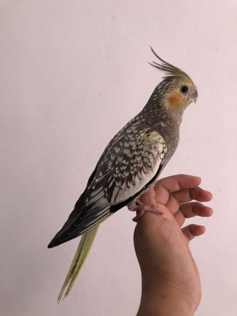 Promo Falk Australia / Cockatiel / parkit australia jenis pearl jinak ...