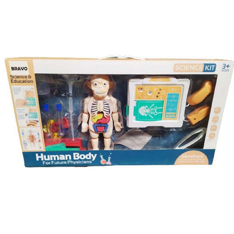Jual Mainan Edukasi Human Body Science & Education Di Seller Theona ...