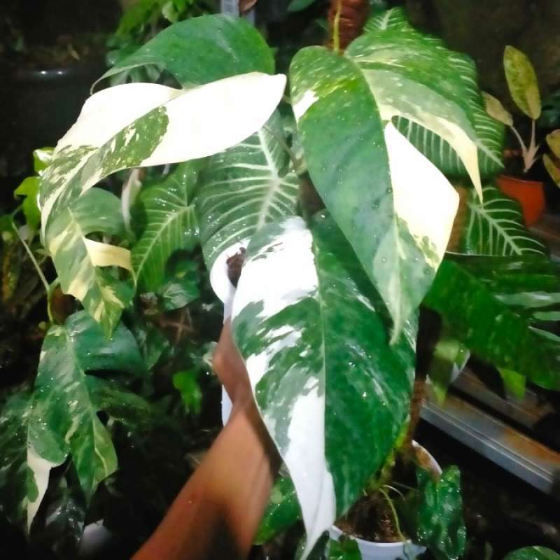 Promo monstera epipremnum variegata Diskon 17% di Seller Rumahku ...