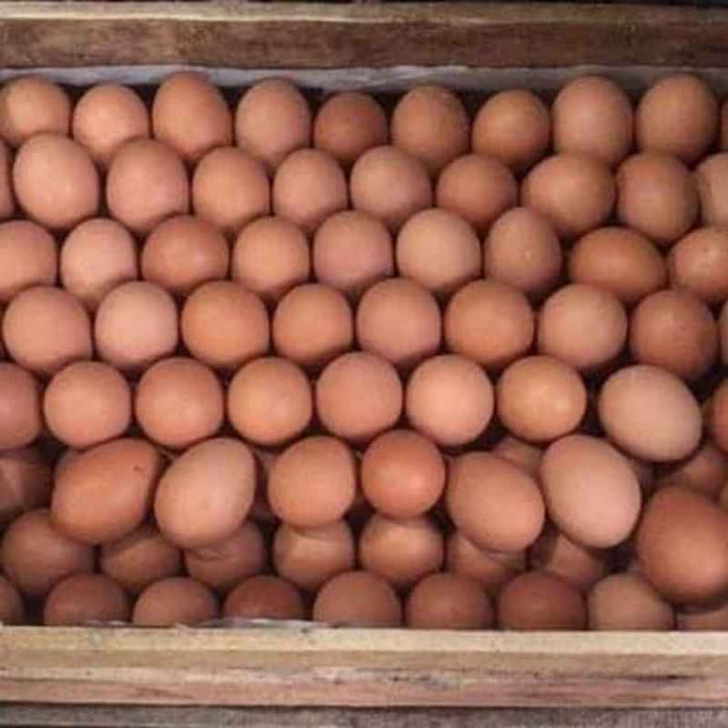 Jual Telur Ayam Negeri 1 Peti @15kg Halal Di Seller Sajira Farm ...
