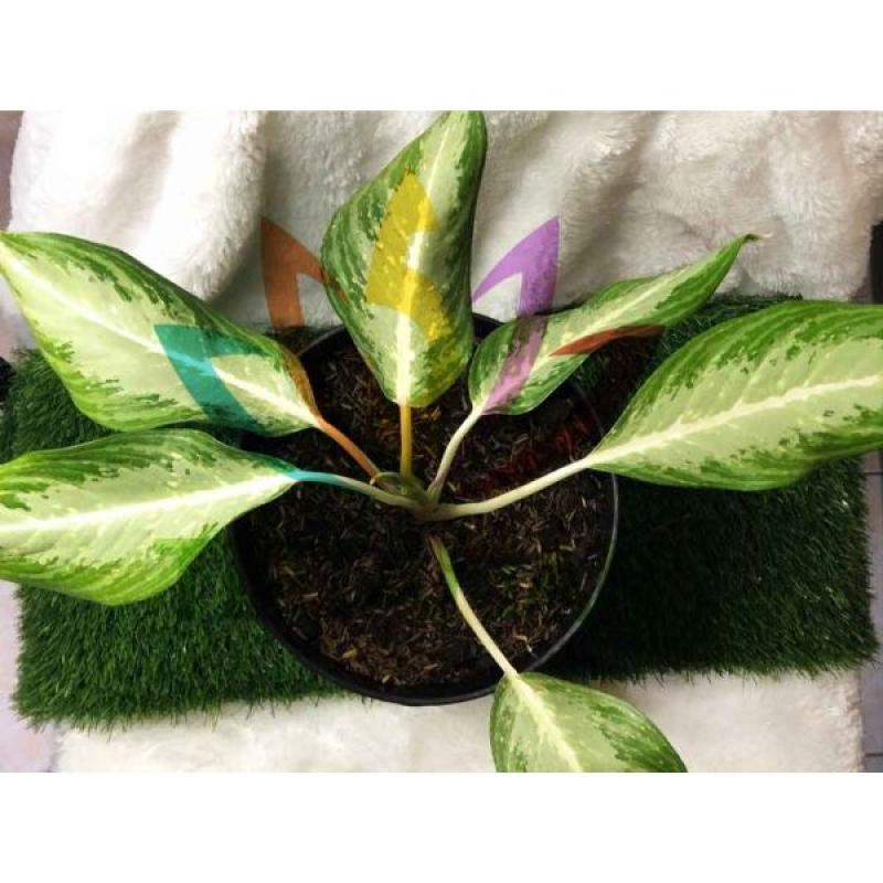 Promo Aglaonema Emerald Bay (Aglaonema Commutatum) Diskon 14% di Seller ...