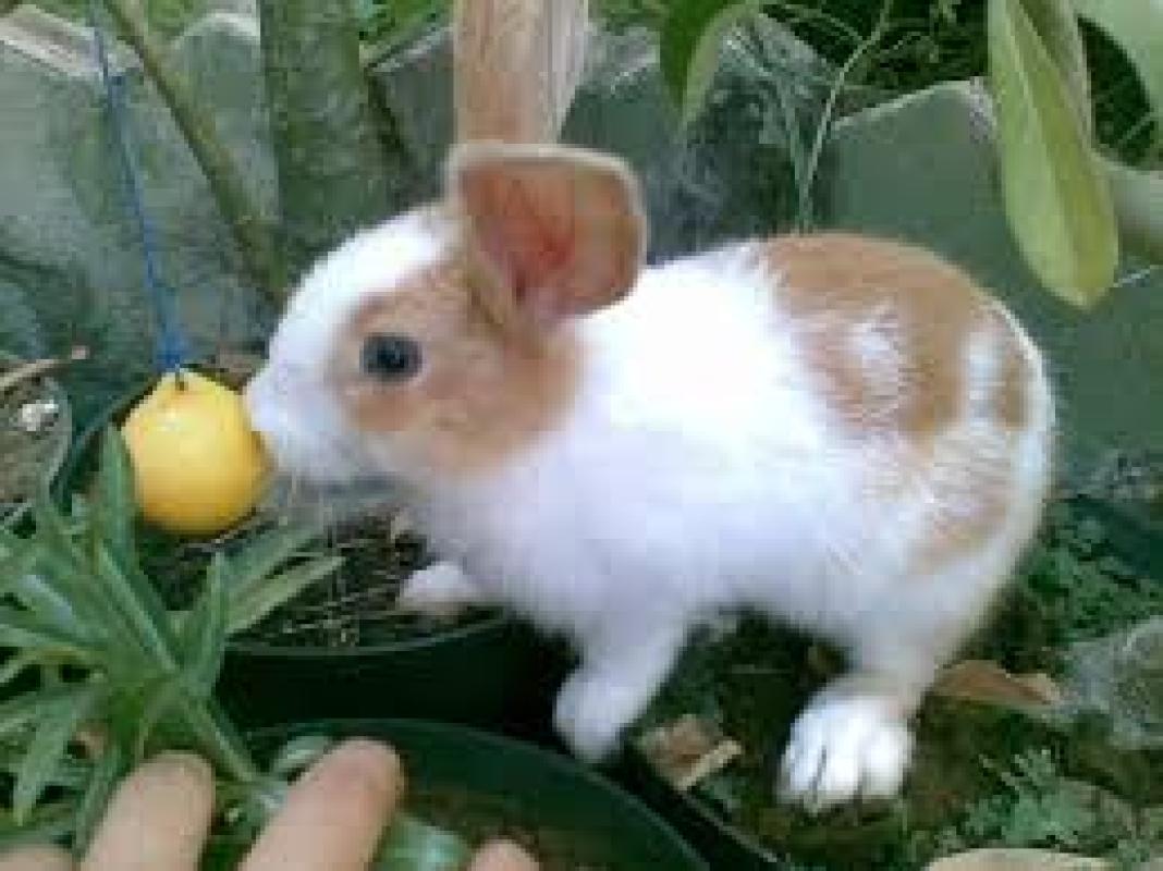 Jual Bfc Mini Farm Wisata Edukasi Untuk Anak Bintaro Di Seller Bfc Mini ...