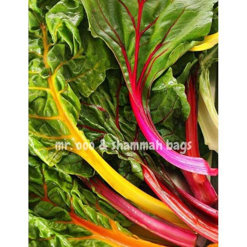 Jual Benih Sayuran- Swiss Chard - Rainbow - 50 Benih - Import Di Seller ...