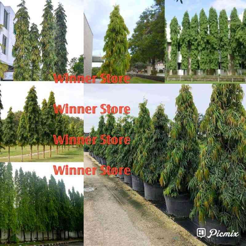 Jual 10 biji polyalthia longifolia ashok glodokan glodogan tiang cemara ...