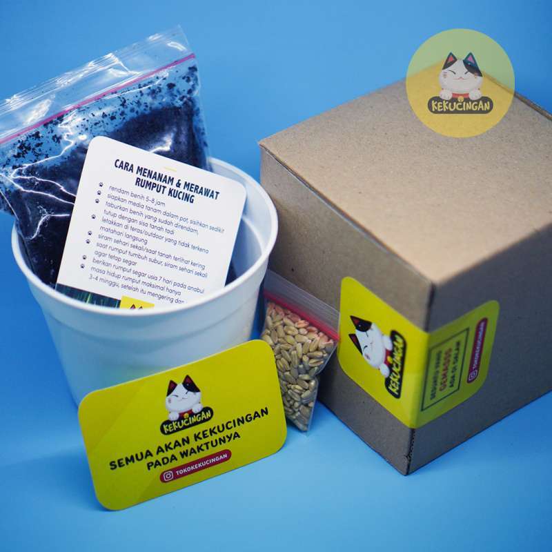 Jual DIY RUMPUT KUCING / Rumput Gandum Kekucingan Paket Lengkap Pot ...