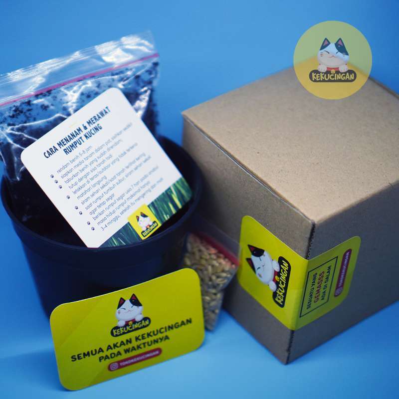 Jual DIY RUMPUT KUCING / Rumput Gandum Kekucingan Paket Lengkap Pot ...