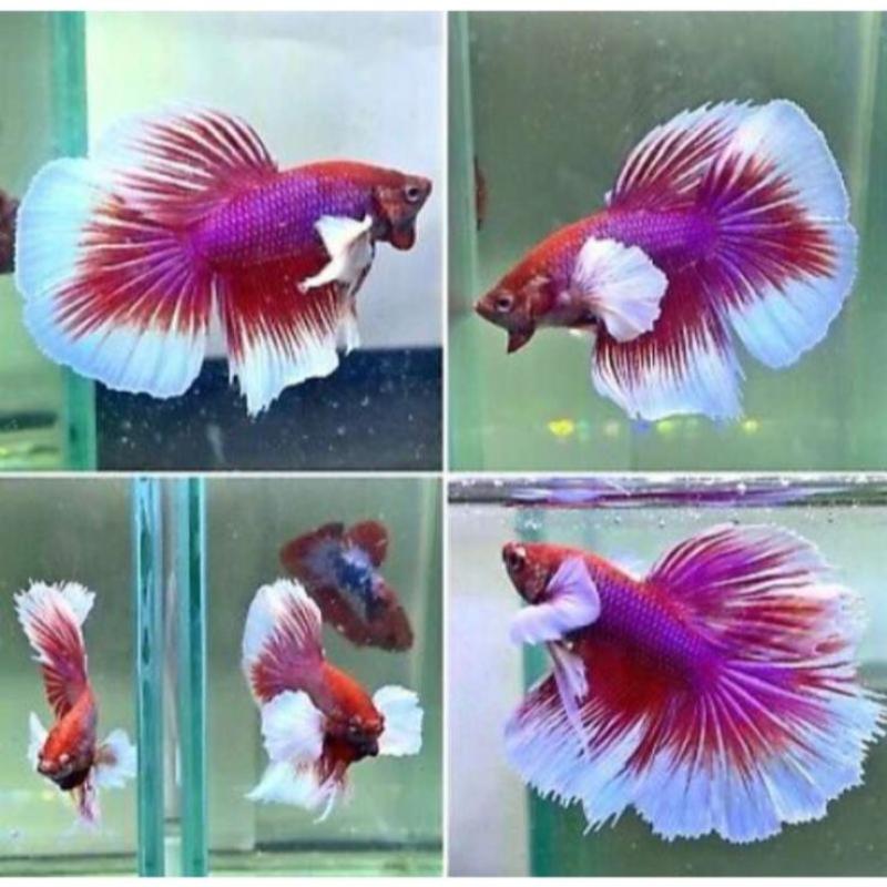 Jenis Ikan Cupang Avatar Ini Wajib Kamu Tahu - Blibli Friends