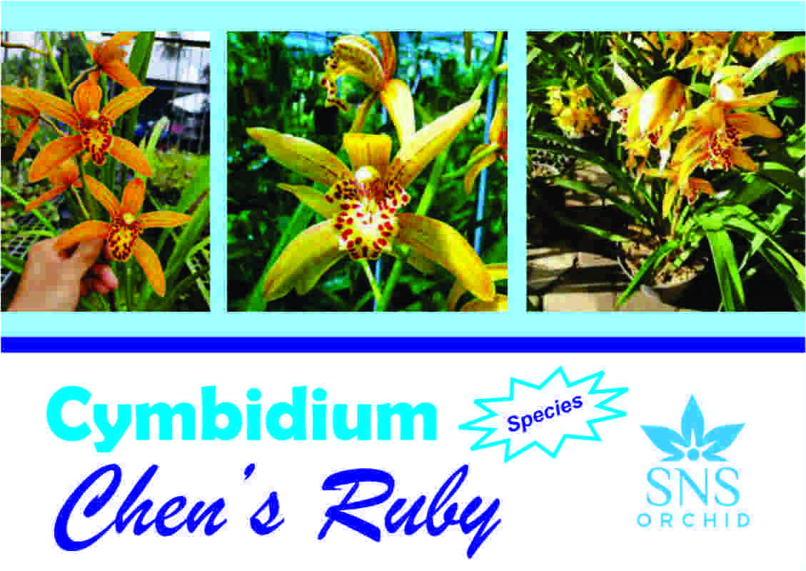 Jual Anggrek Cymbidium Chen's Ruby Dewasa Siap Bunga Cimbidium ...
