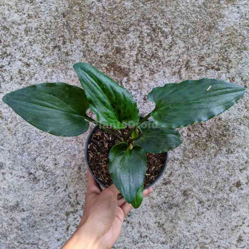 Promo Drimiopsis maculata | Keladi Katak Tanaman Hias Diskon 5% di ...