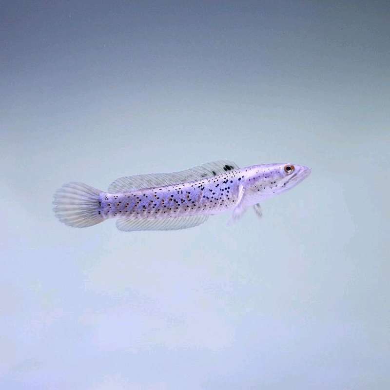 Jual Channa Blue Pulchra 5cm di Seller Rumah UC - Kab. Bekasi, Jawa ...