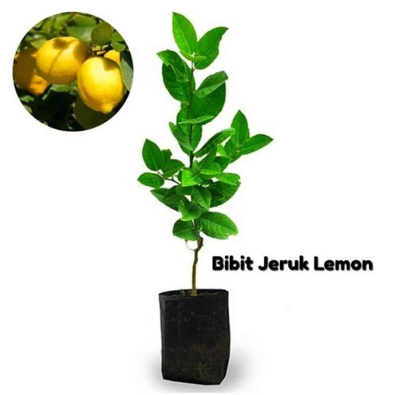 Jual Bibit Jeruk Lemon Pohon Jeruk Lemon Tanaman Buah Jeruk Lemon di ... Jual Bibit Jeruk Lemon Pohon Jeruk Lemon Tanaman Buah Jeruk Lemon di ...