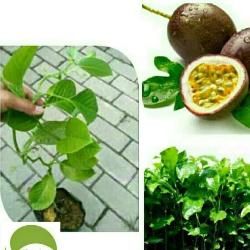 Jual Bibit tanaman buah Markisa merah manis-pohon merambat markisa ...