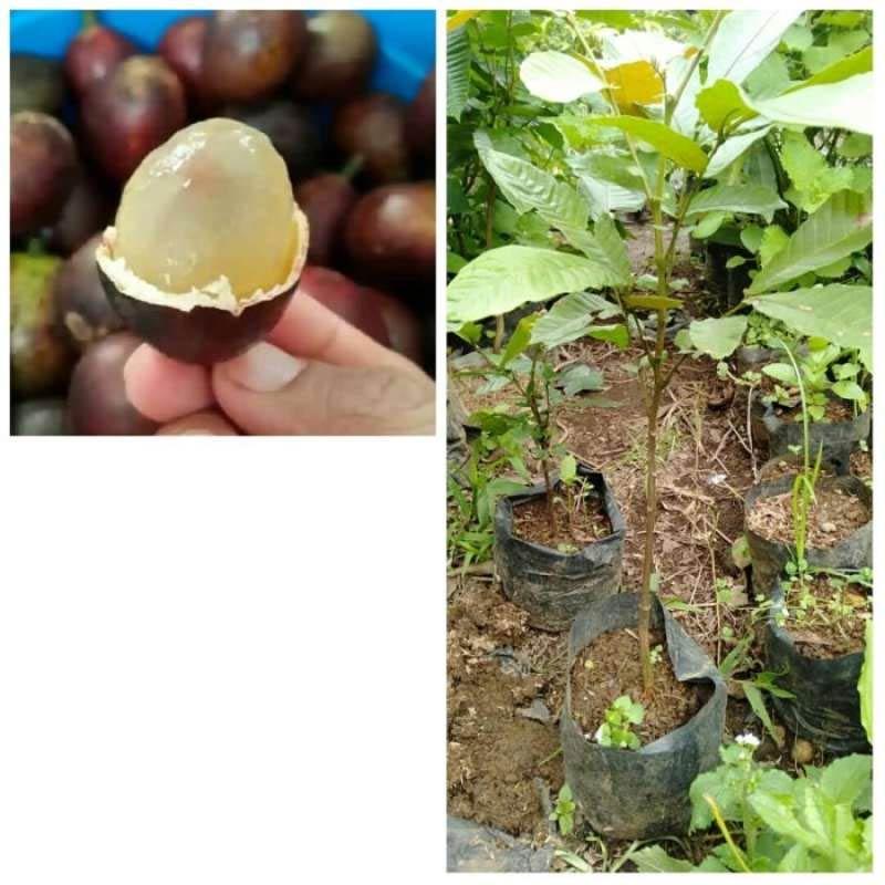 Jual Bibit pohon buah matoa super - pohon buah khas papua di Seller ...