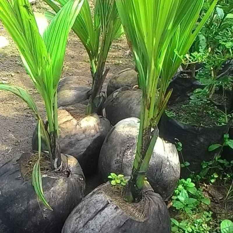 Jual bibit kelapa genjah entok agro tanaman di Seller taufik bibit ...