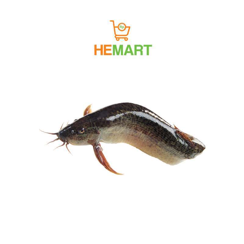 Jual Ikan Segar - Ikan Lele Segar [500 gr] Halal di Seller Hemart ...
