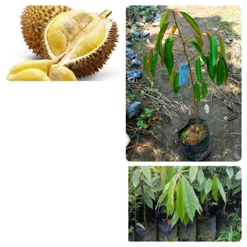 Jual bibit tanaman buah durian bawor/pohon durian bawor mas/duren montong di Seller ulum bibit ...