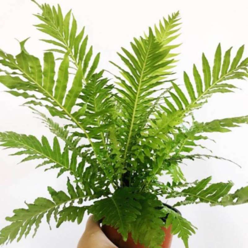 jenis tanaman hias genus tumbuhan paku - Phil Lyman