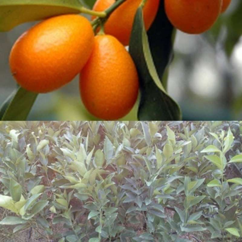 Jual Bibit Jeruk Nagami Di Seller Bibit Delapan - Poh Gedang, Kab ...