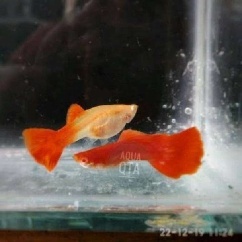 Jual Guppy AFR Albino Full Red Hiasan Aquascape di Seller Micky Petshop - Neglasari, Kota ...