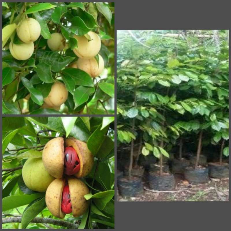 Bibit Pohon Pala