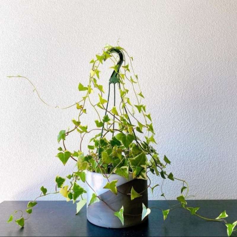 Jual Senecio Macroglossus 'Variegatus' | Variegated Wax Ivy | Indoor ...