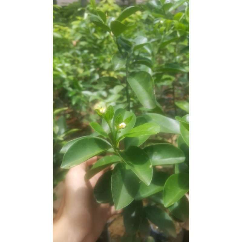 Jeruk Baby Java Gratis Ongkir 🔥 Harga Murah Agustus 2025