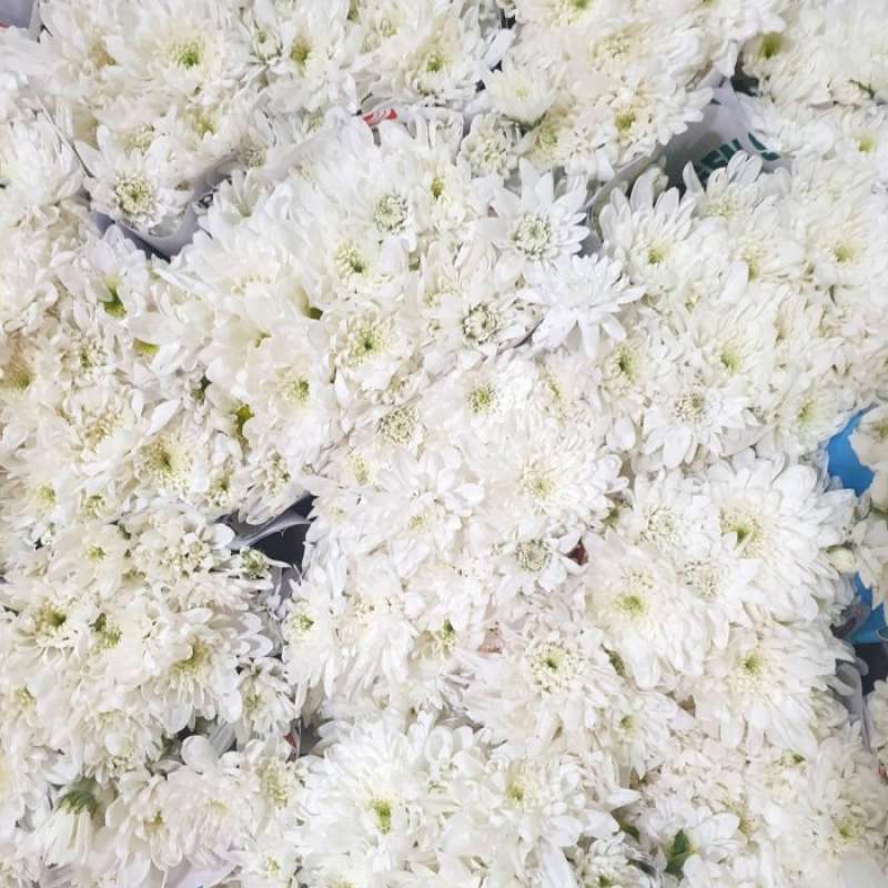 Jual Jimla Putih Fresh Flower Bunga Potong Tangerang Gading Serpong Di ...